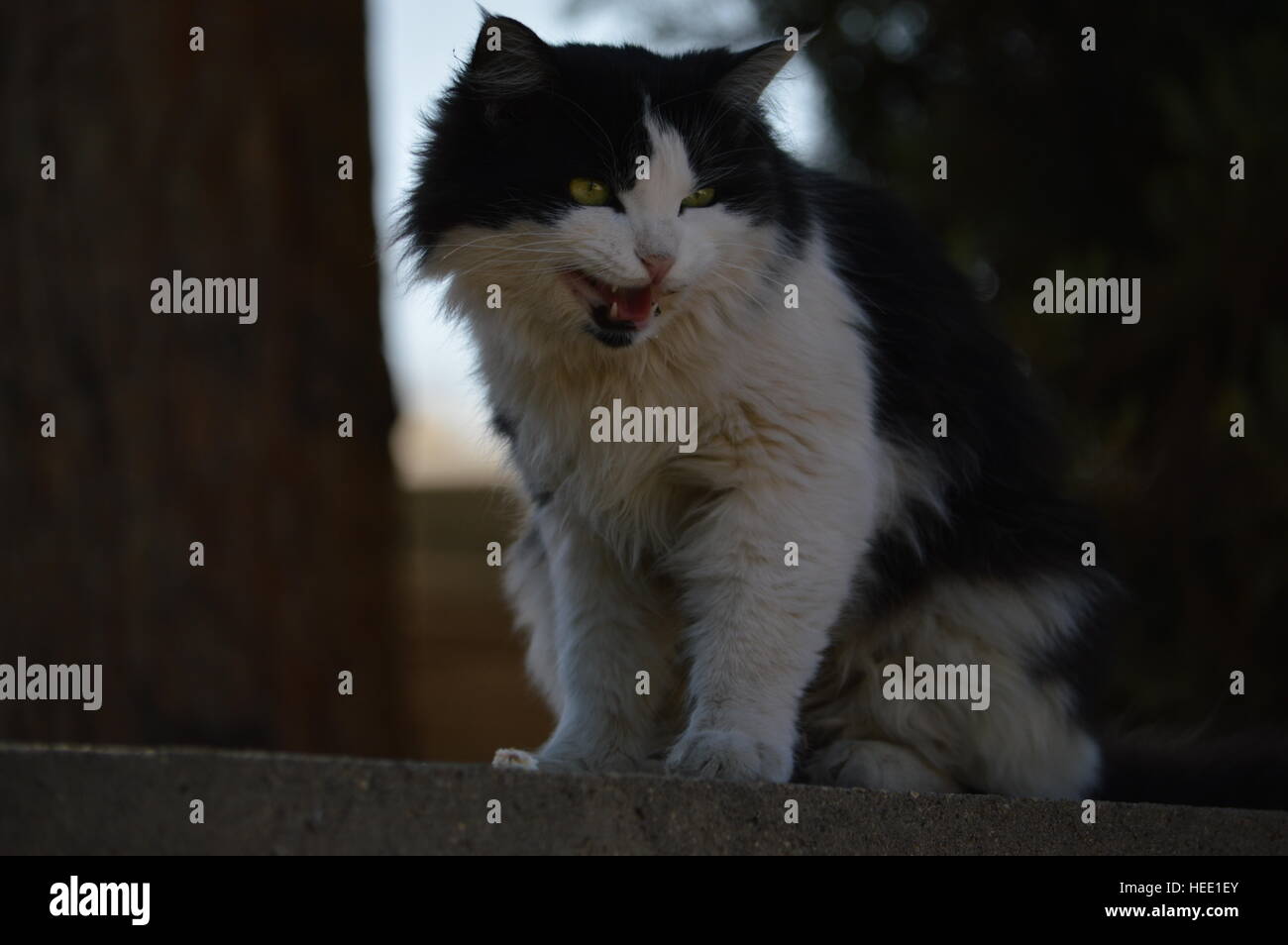 Stray cat scowling in Isfahan, Iran Stock Photo - Alamy