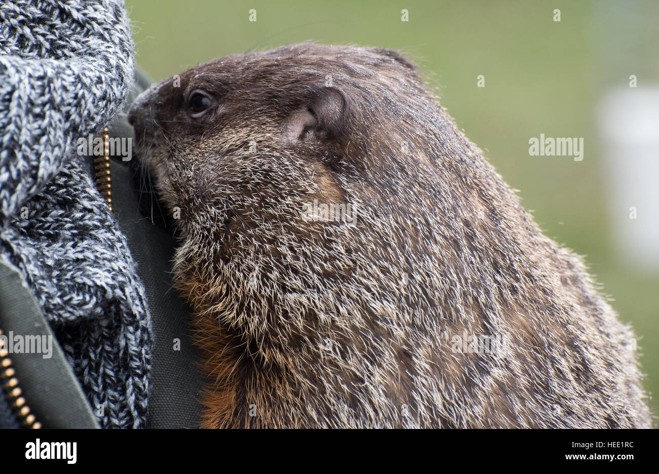 Marmot pet hi-res stock photography and images - Alamy