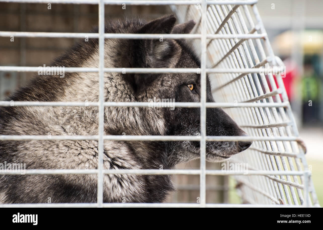Wolf in a cage Stock Photo - Alamy