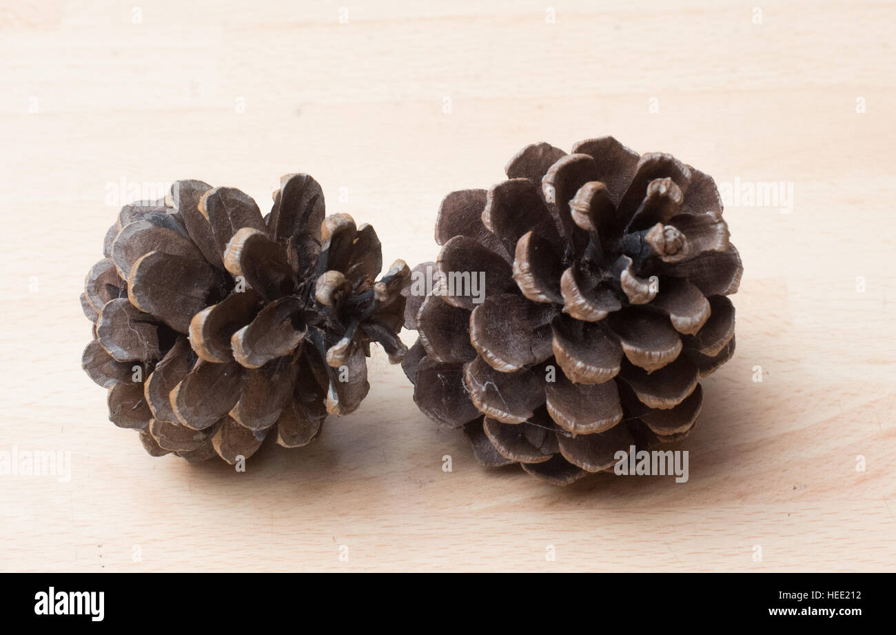 Cone fir hi-res stock photography and images - Alamy