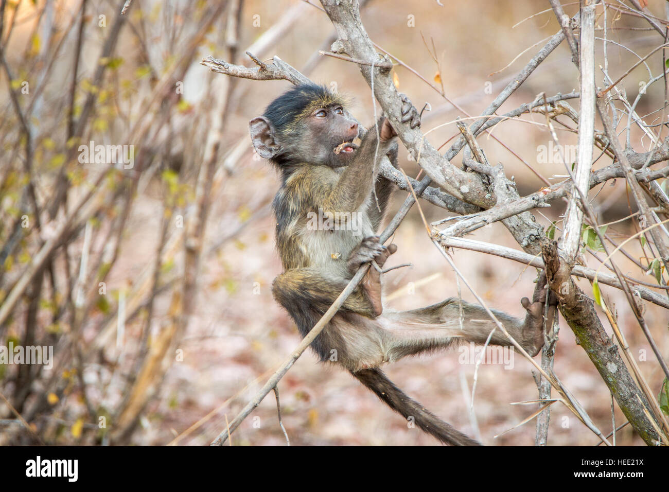 Baby Baboon playing on a branch in the Kruger National Park, South ...