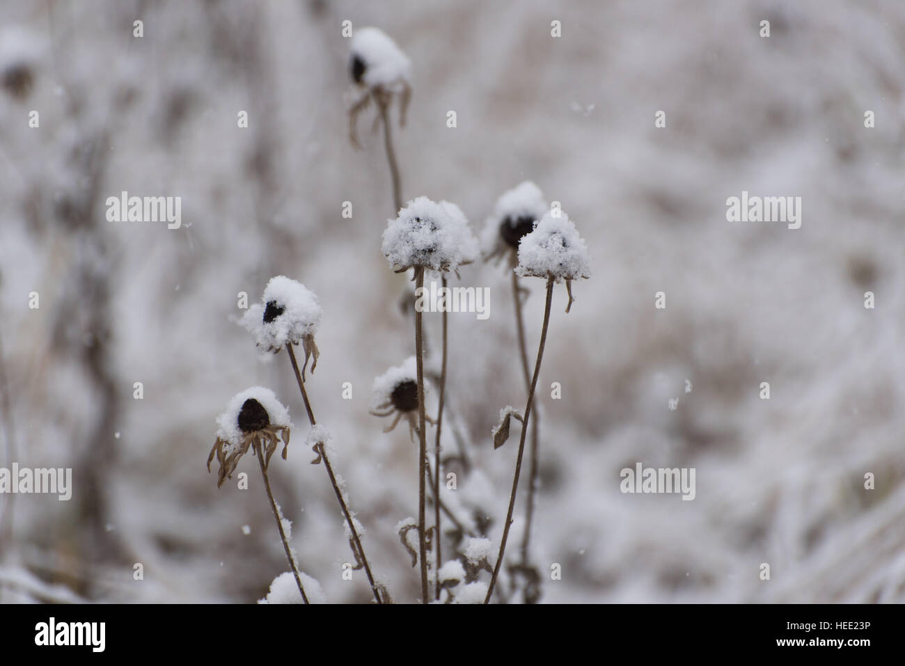 First grass hi-res stock photography and images - Alamy