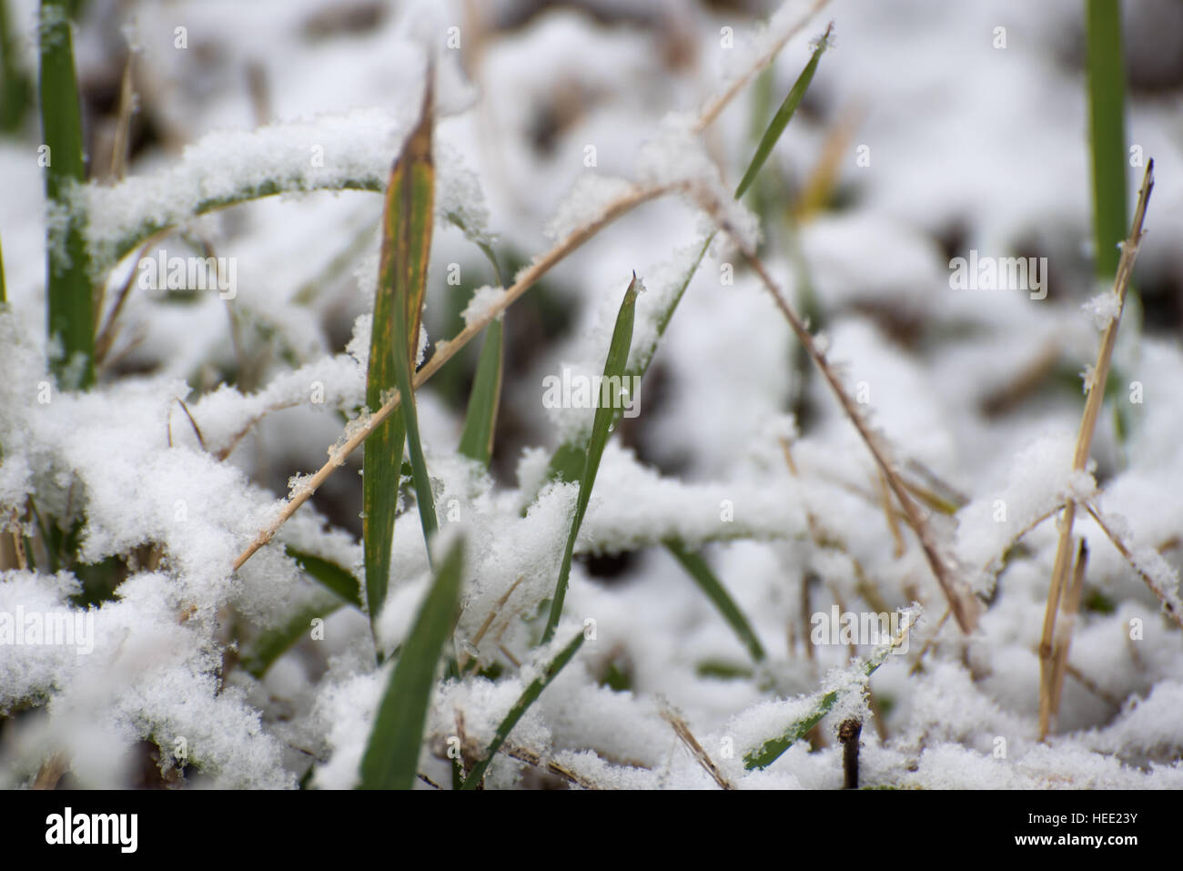 First grass hi-res stock photography and images - Alamy