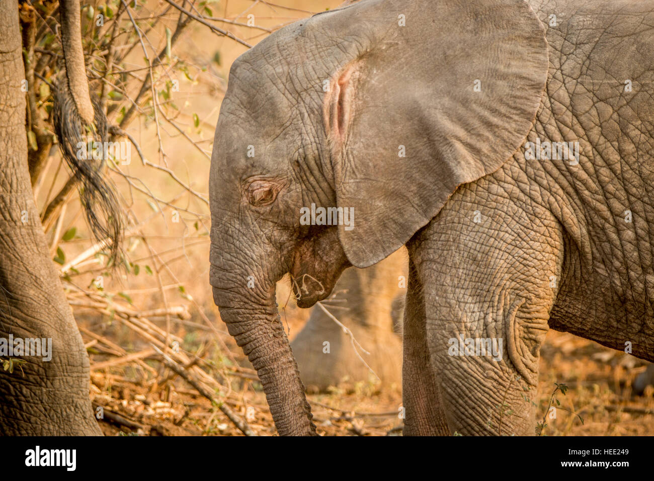 Albino elephant hi-res stock photography and images - Alamy