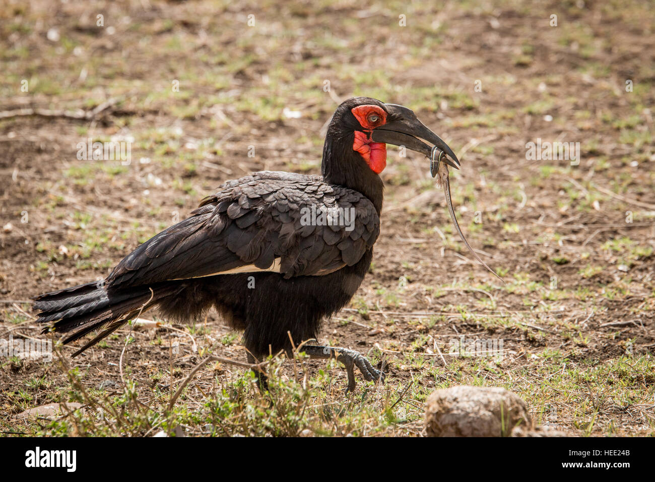 Southern ground hornbill eating a Lizard in the Kruger National Park ...