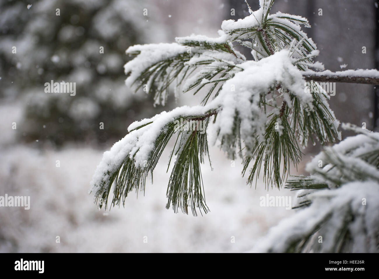 Tree under snow hi-res stock photography and images - Alamy