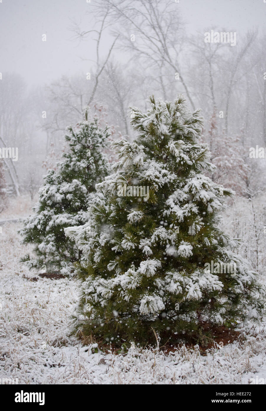 Pine tree under snow Stock Photo - Alamy