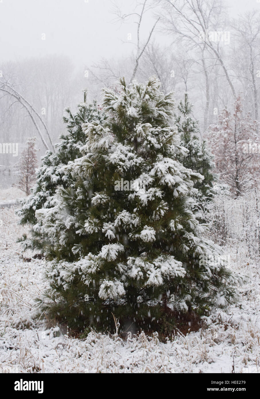 Pine tree under snow Stock Photo - Alamy