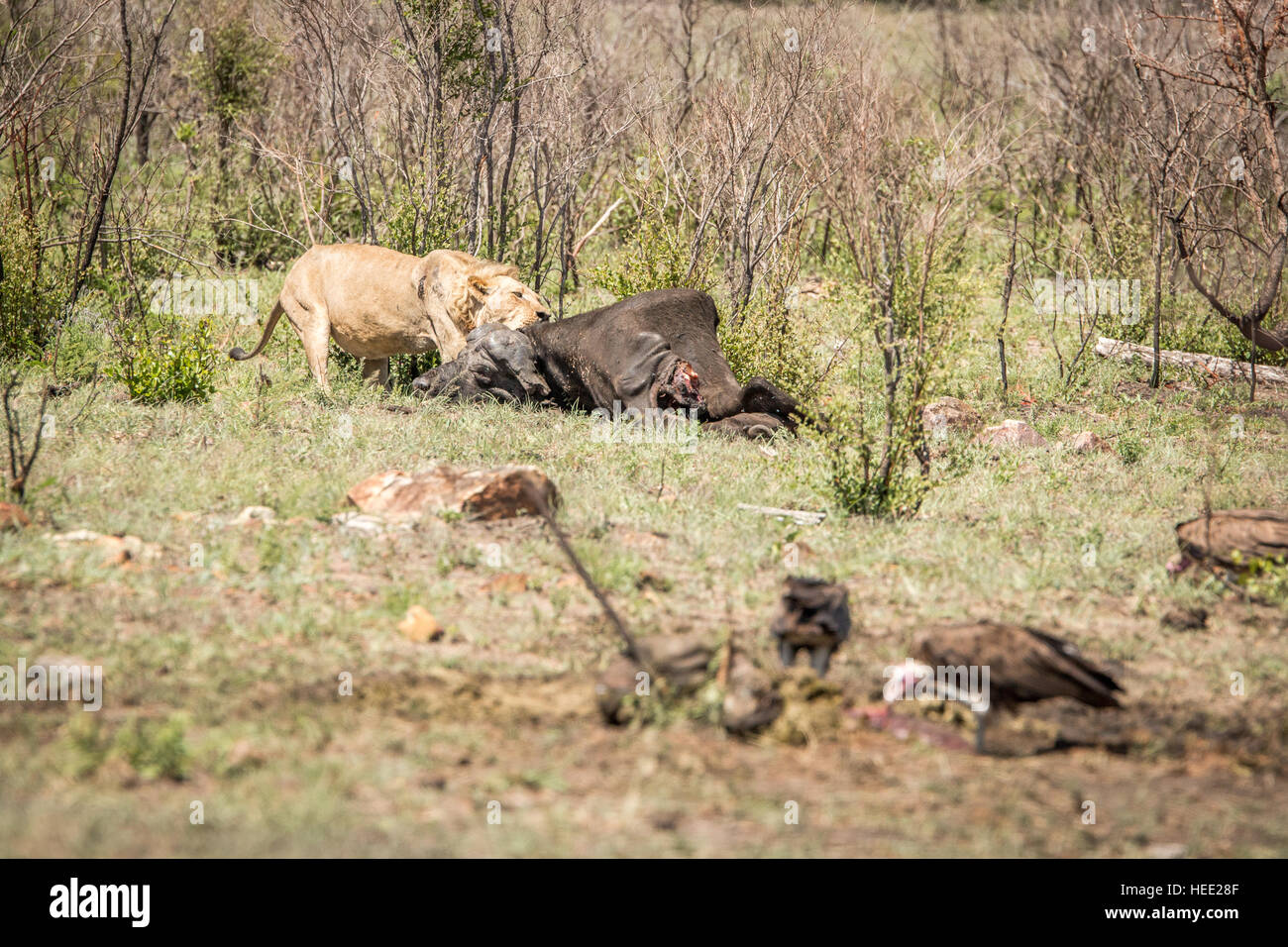Large savanna buffalo feeding hi-res stock photography and images - Alamy