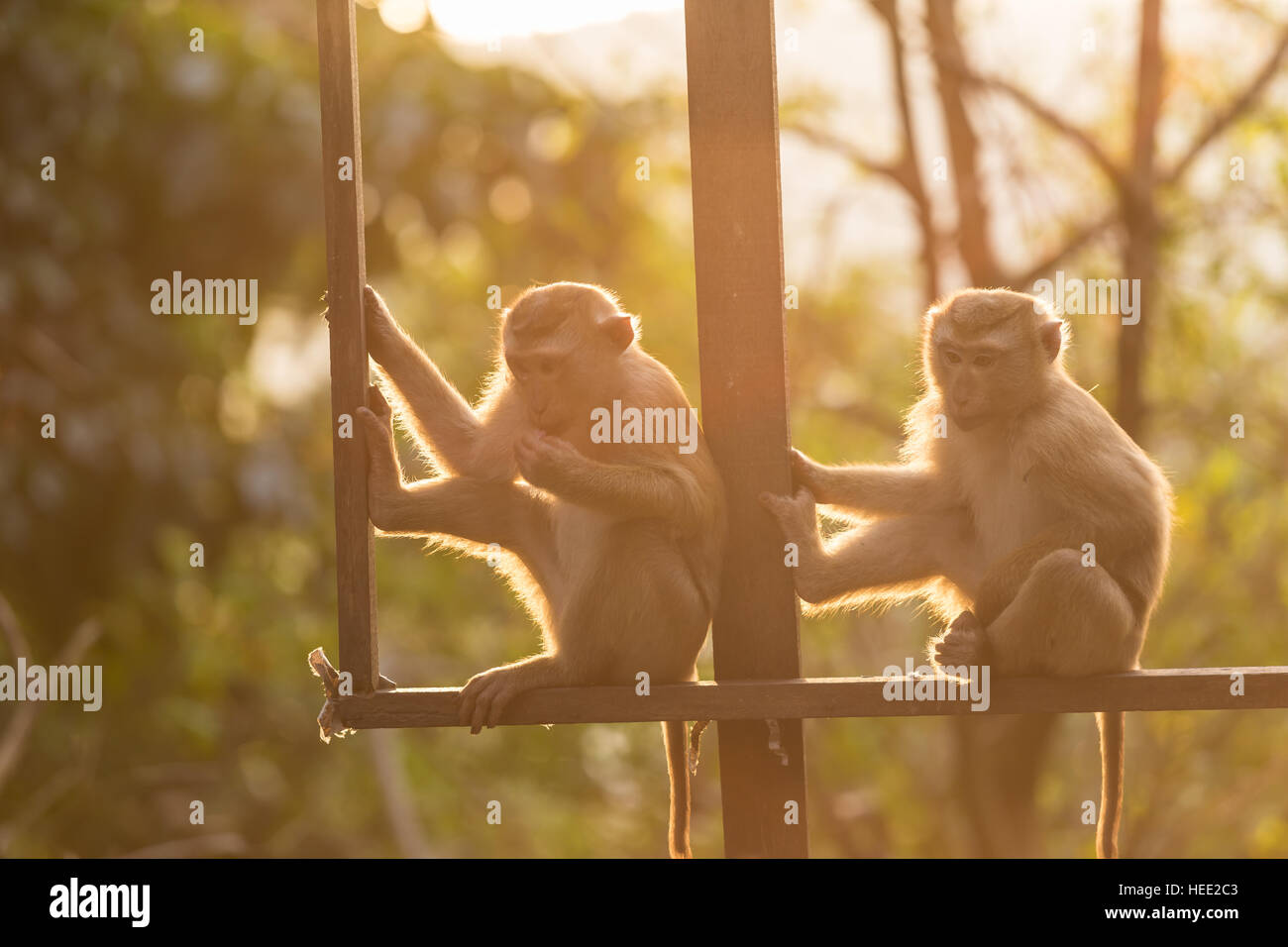 A brown monkey in the nature of Thailand. Warm toning effect with ...