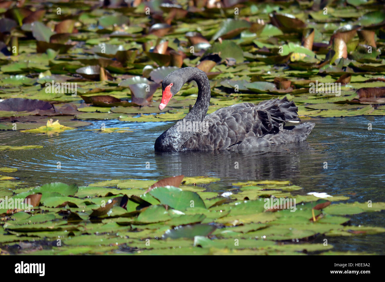 Australian Native Water Bird High Resolution Stock Photography and ...