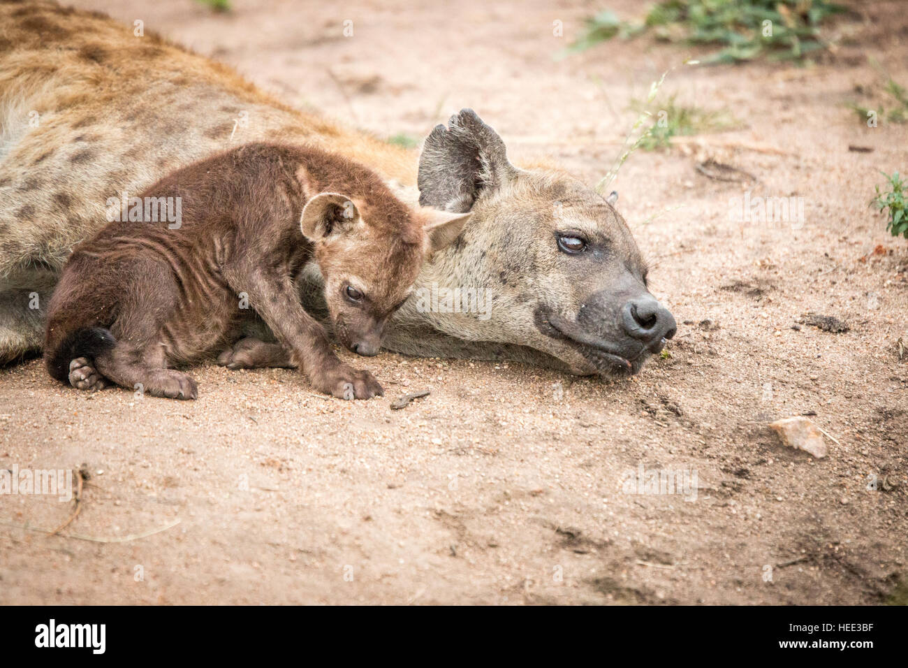 Mother and baby Spotted hyena in the Kruger National Park, South Africa ...