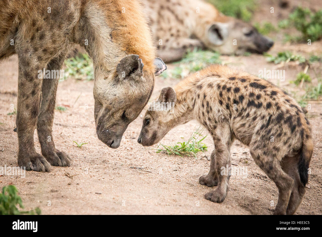 Mothers And Babies Photography Wildlife