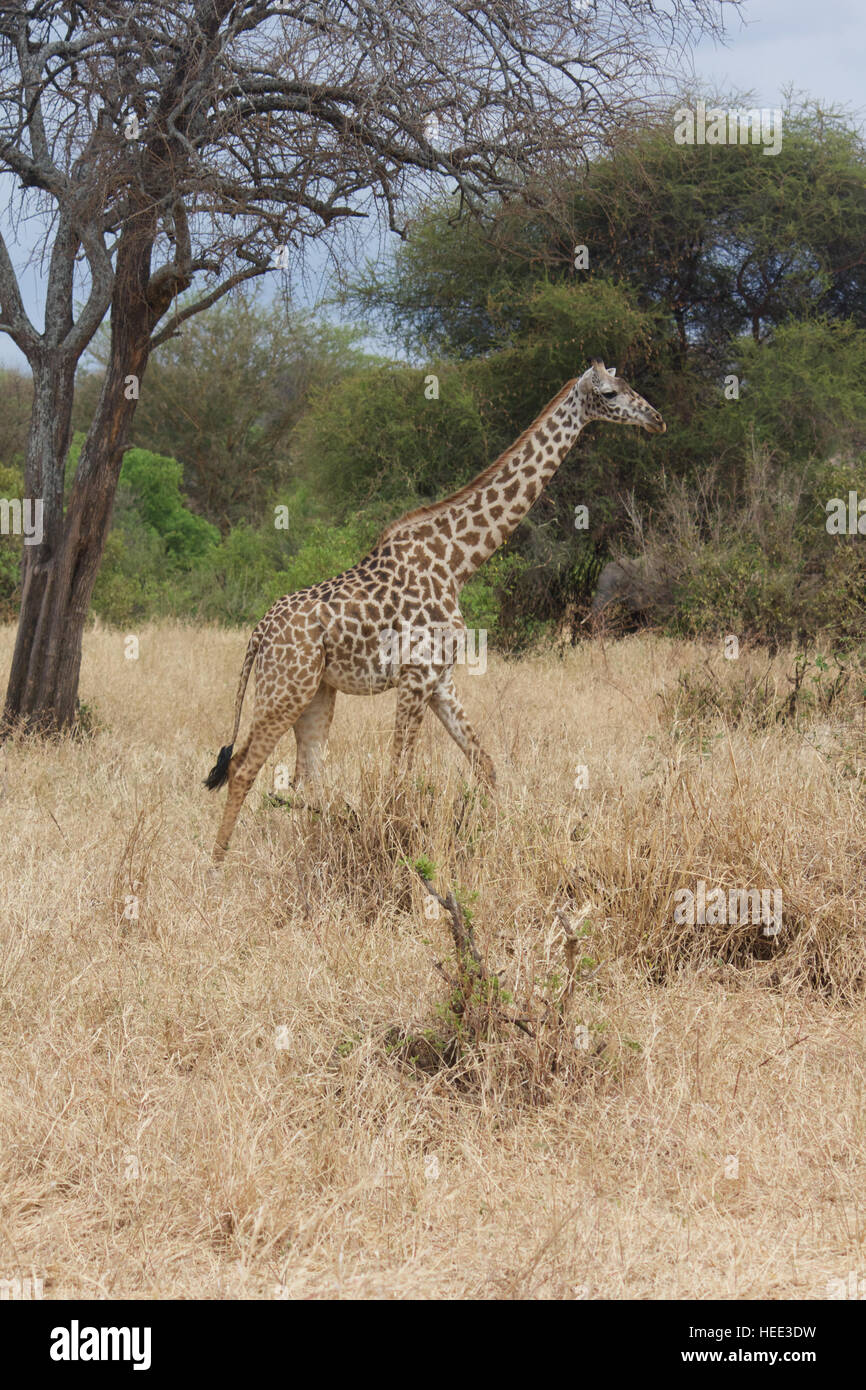 A Wandering Giraffe Stock Photo - Alamy