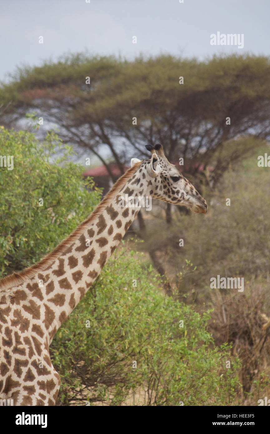 Walking giraffe hi-res stock photography and images - Alamy