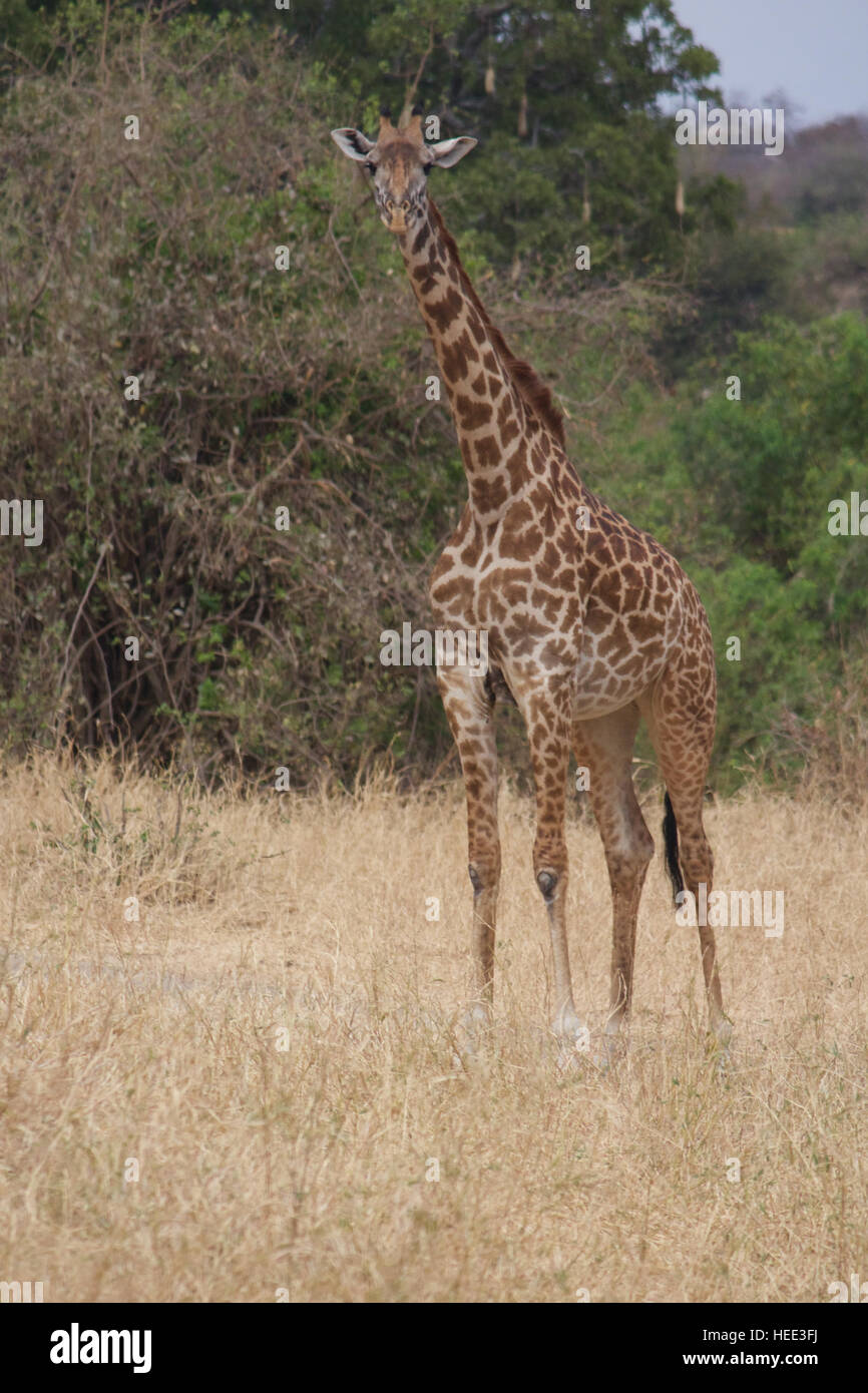 Curious giraffe hi-res stock photography and images - Alamy