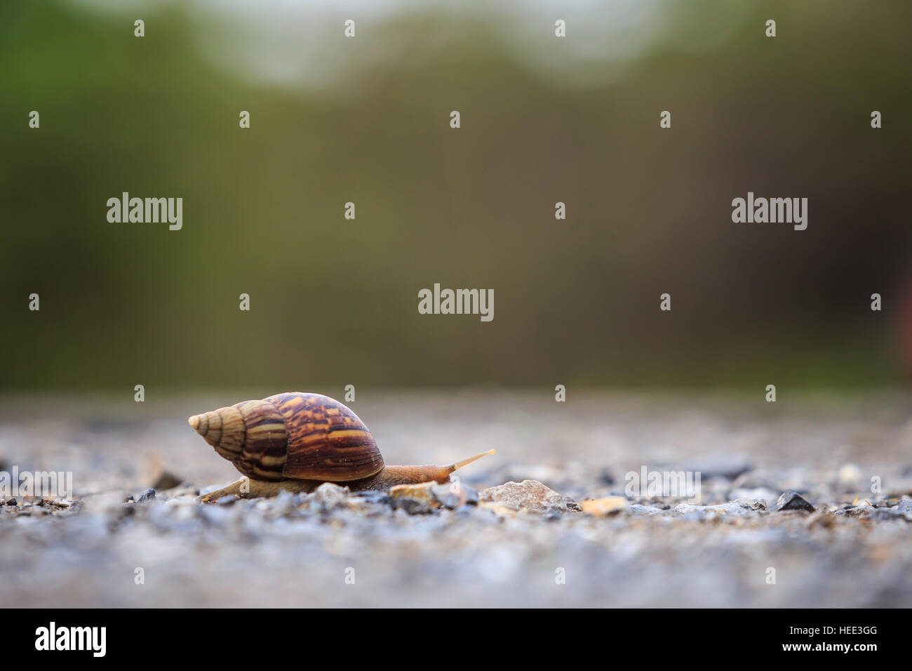 Close up snail walking on the stone road Stock Photo - Alamy