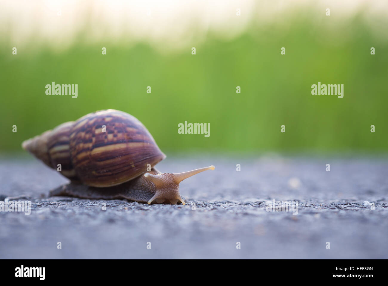 Close up snail walking on the stone road Stock Photo - Alamy