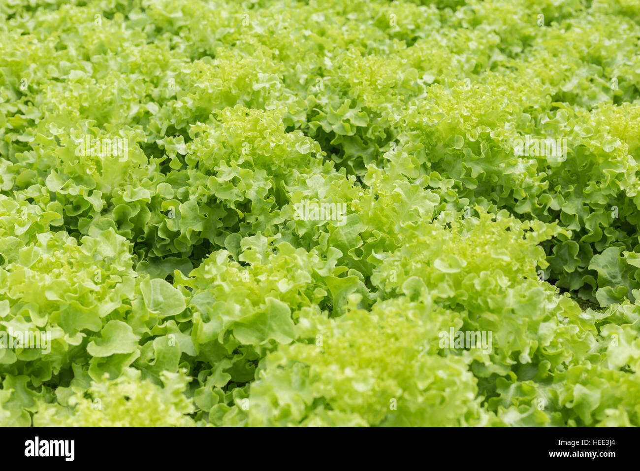 Fresh young green lettuce in organic farm Stock Photo - Alamy