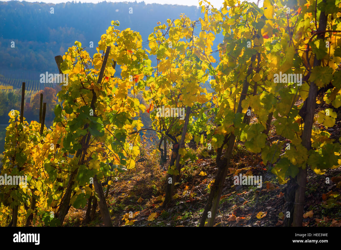 picture of a vineyard with autumnal colored grapevines Stock Photo - Alamy