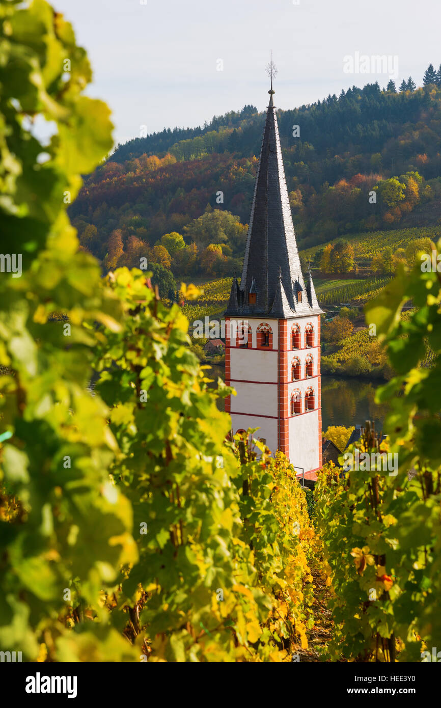 picture of the church of Merl, Germany, with autumnal vineyards Stock ...