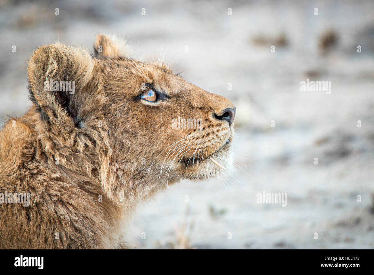 Side profile of a Lion cub in the Kruger National Park, South Africa ...
