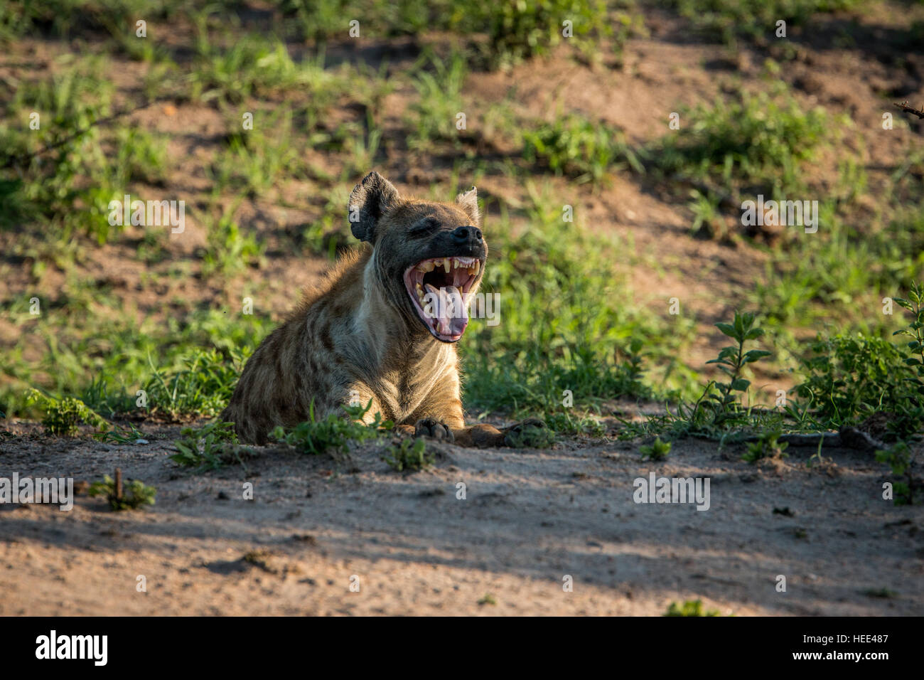 Spotted Hyena Yawning High Resolution Stock Photography and Images - Alamy