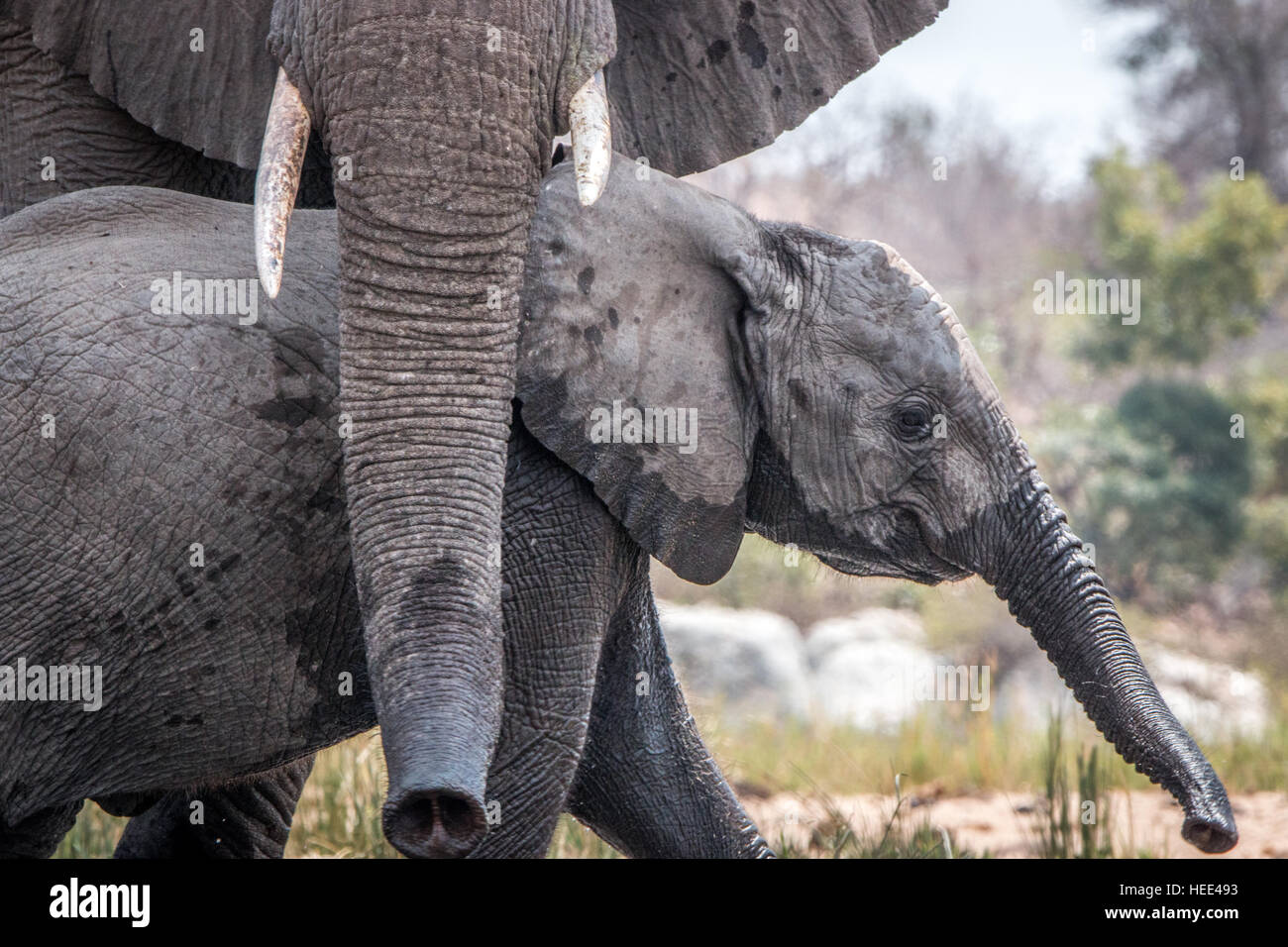 Bonding Elephants in the Kruger National Park, South Africa Stock Photo ...