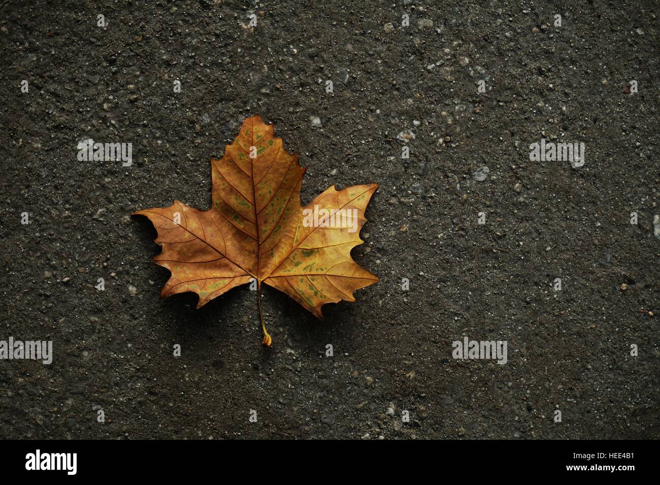 Crisp leaf hi-res stock photography and images - Alamy