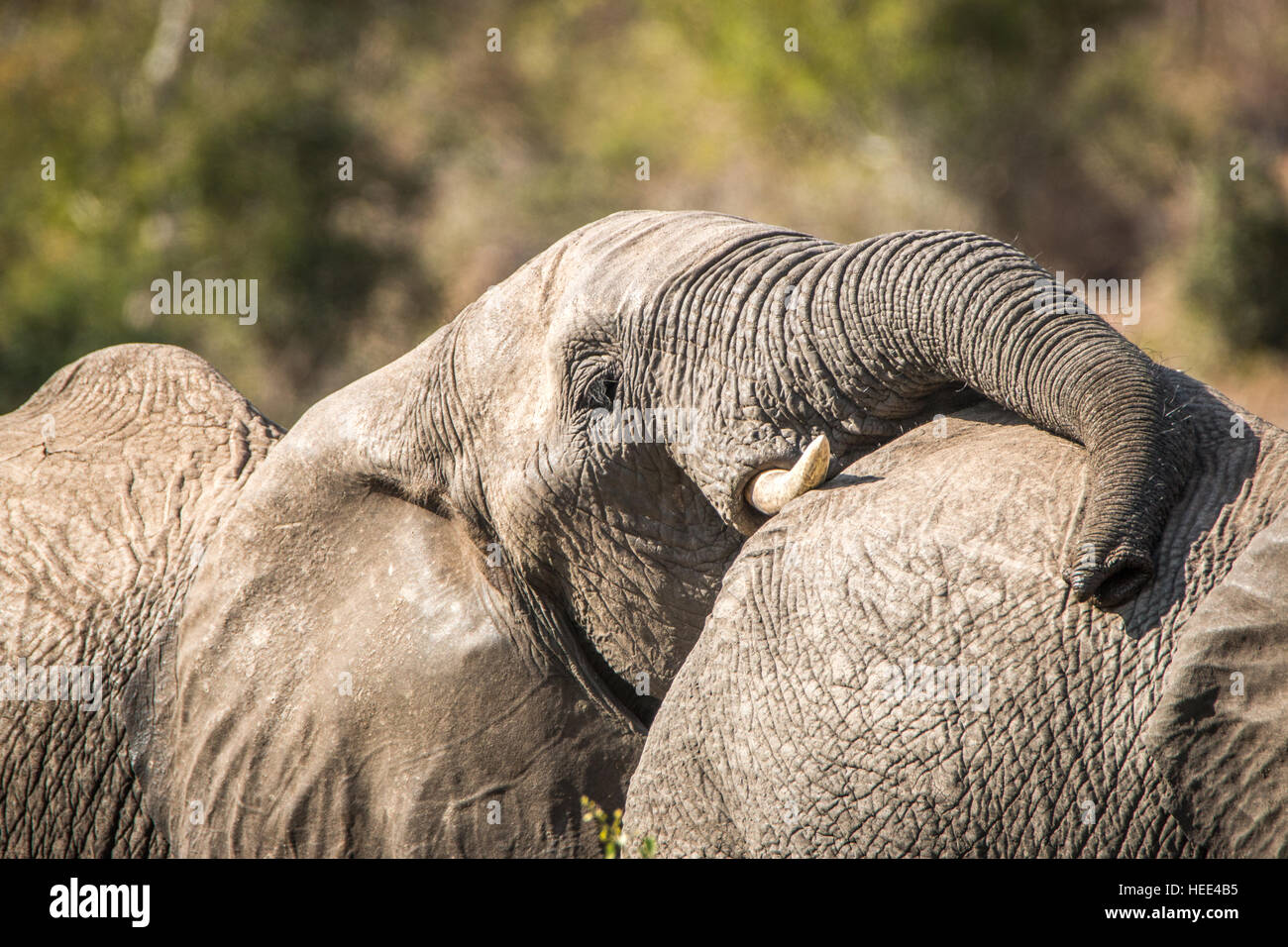 Bonding Elephants in the Kruger National Park, South Africa Stock Photo ...