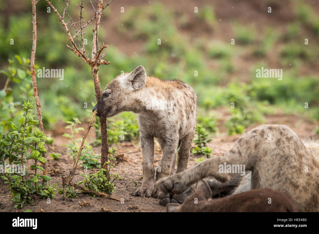 Baby Spotted hyena playing with a branch in the Kruger National Park ...