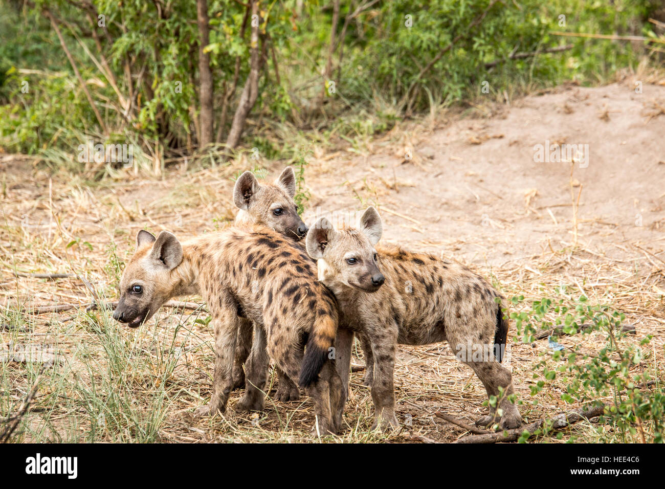 Baby Spotted hyenas playing in the Kruger National Park, South Africa ...