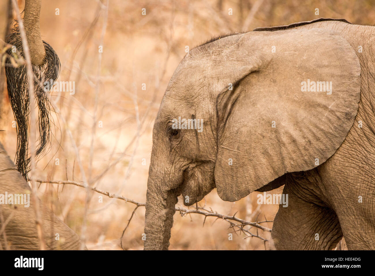 Side profile of a baby Elephant in the Kruger National Park, South ...