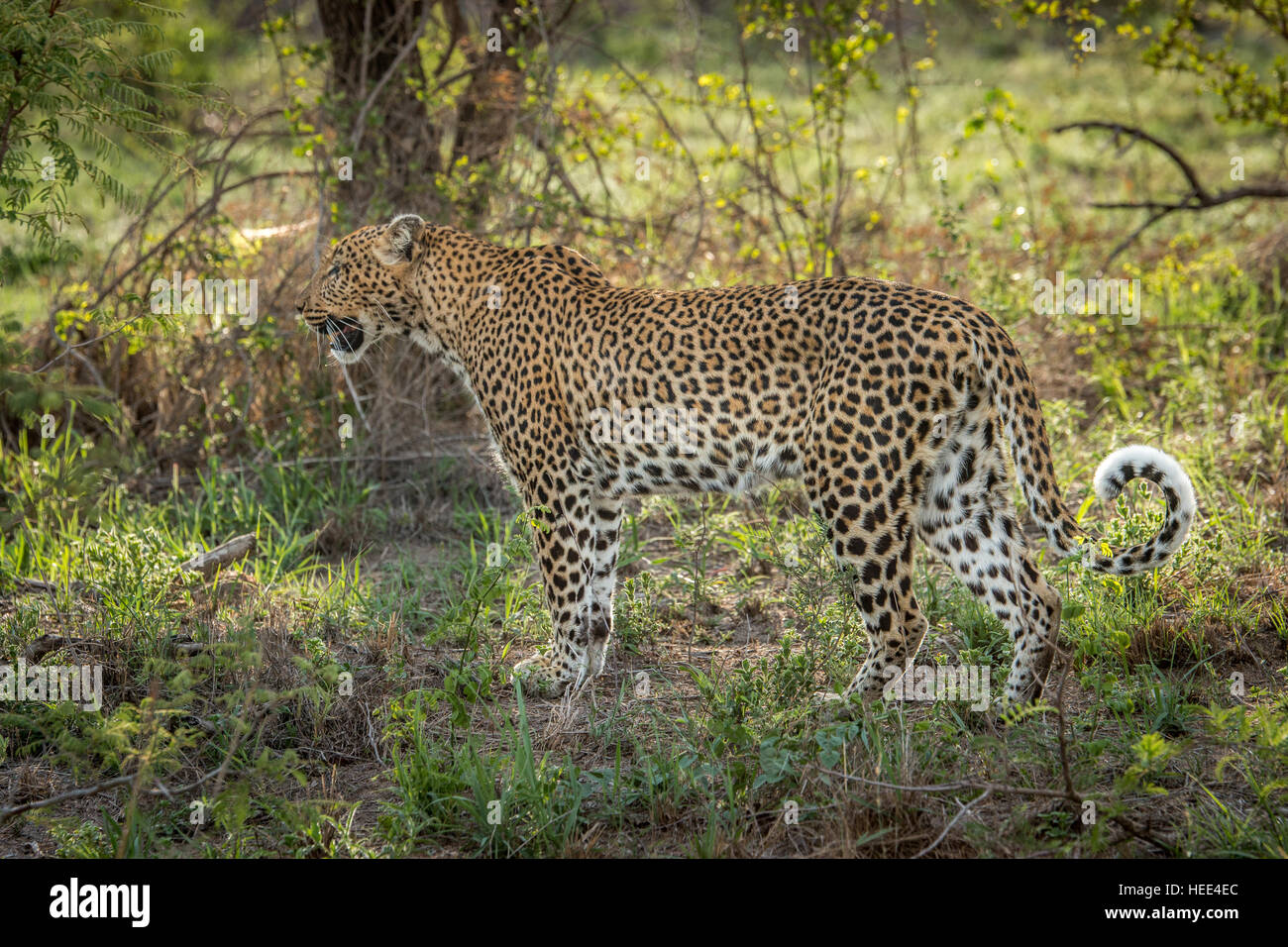 Leopard moving in the grass in the Kruger National Park, South Africa ...