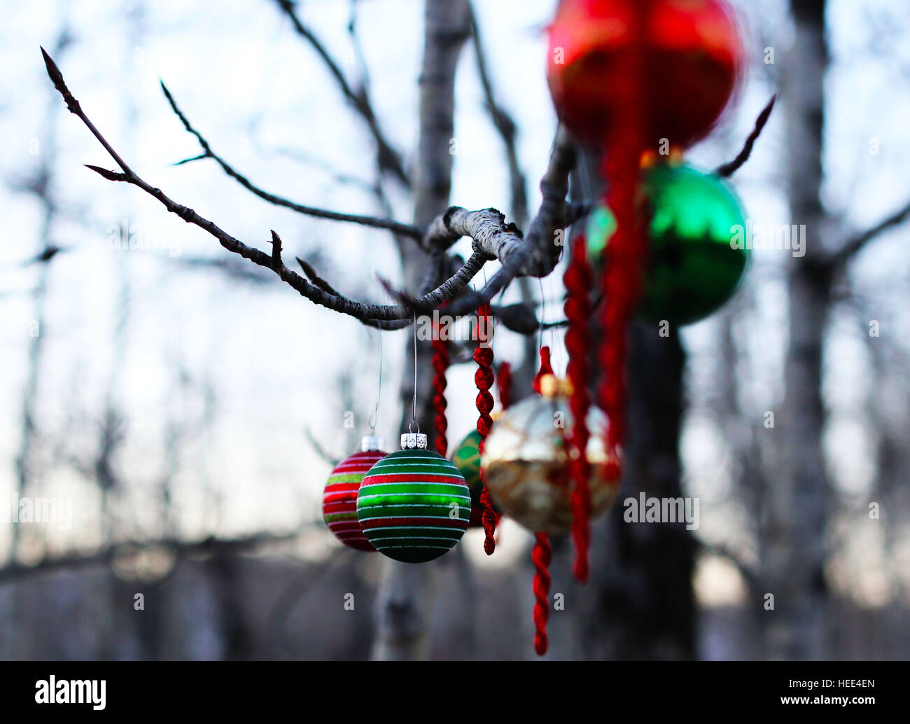 Chinooks Alberta High Resolution Stock Photography and Images - Alamy