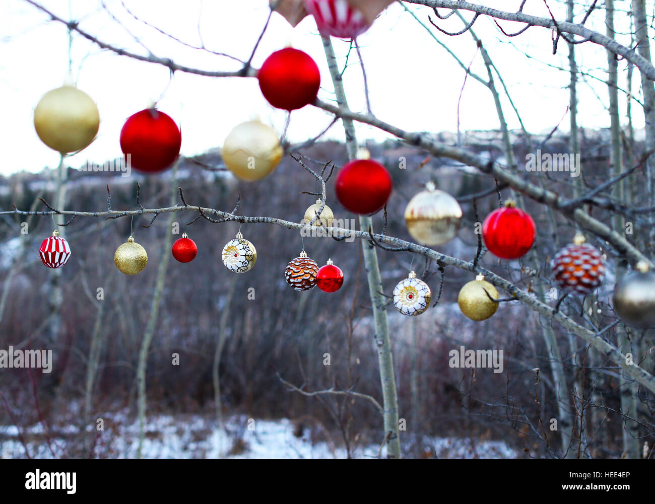 Chinooks hi-res stock photography and images - Alamy