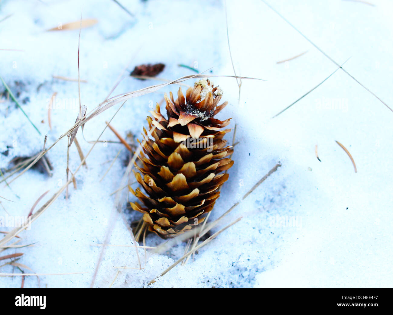 Chinooks hi-res stock photography and images - Alamy