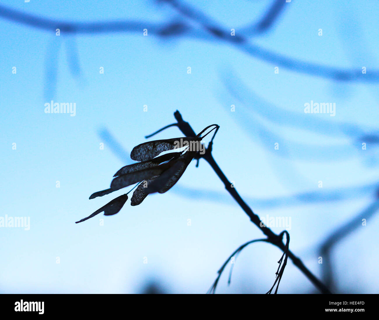 Chinooks canada hi-res stock photography and images - Alamy