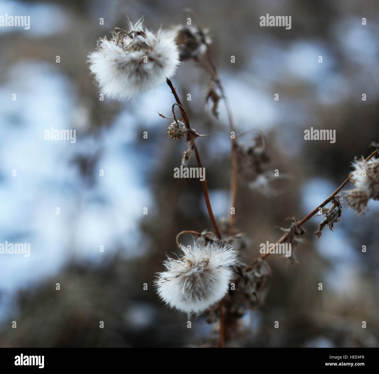 Chinooks alberta hi-res stock photography and images - Alamy