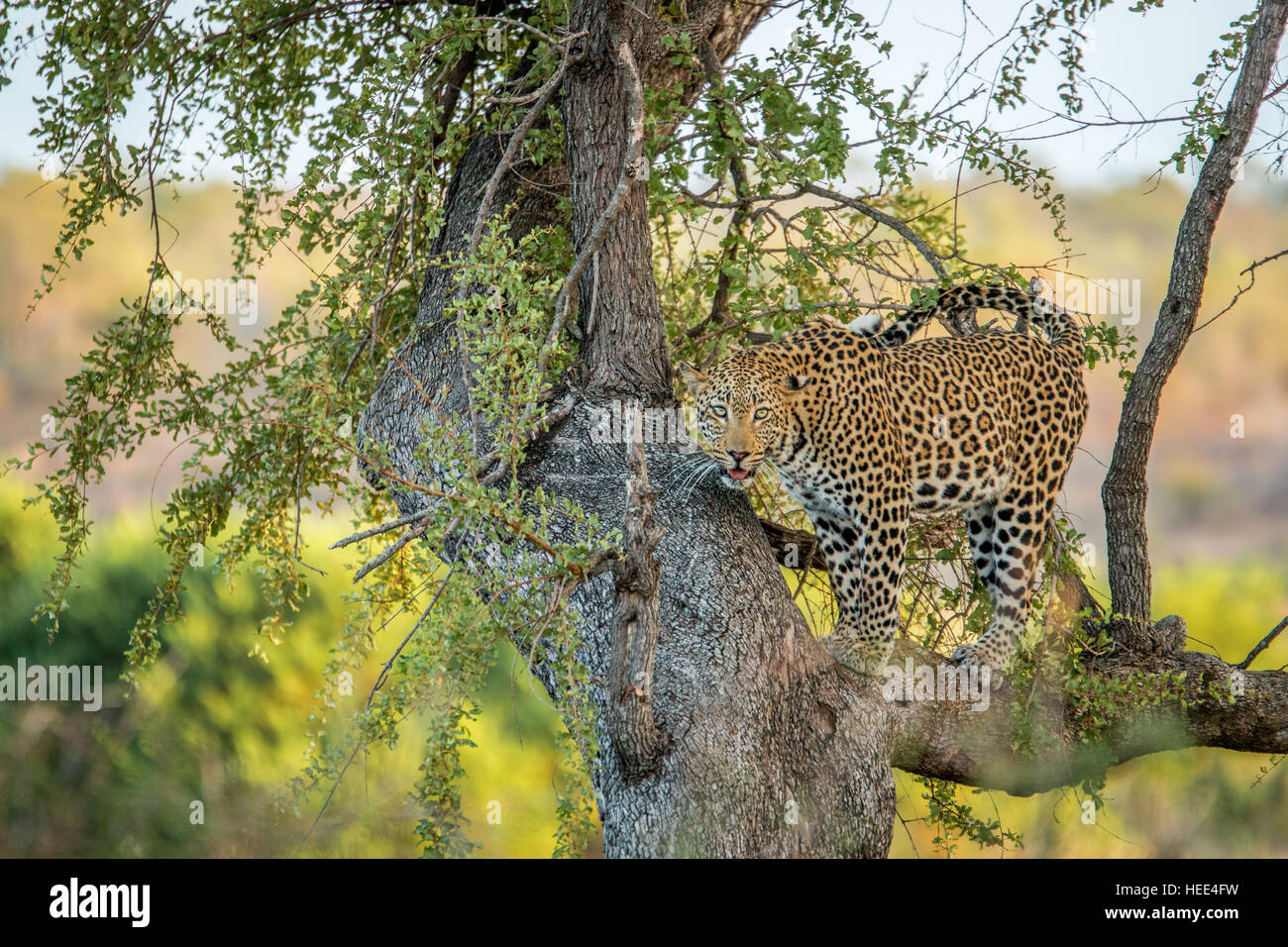 Starring Leopard in the tree in the Kruger National Park, South Africa ...