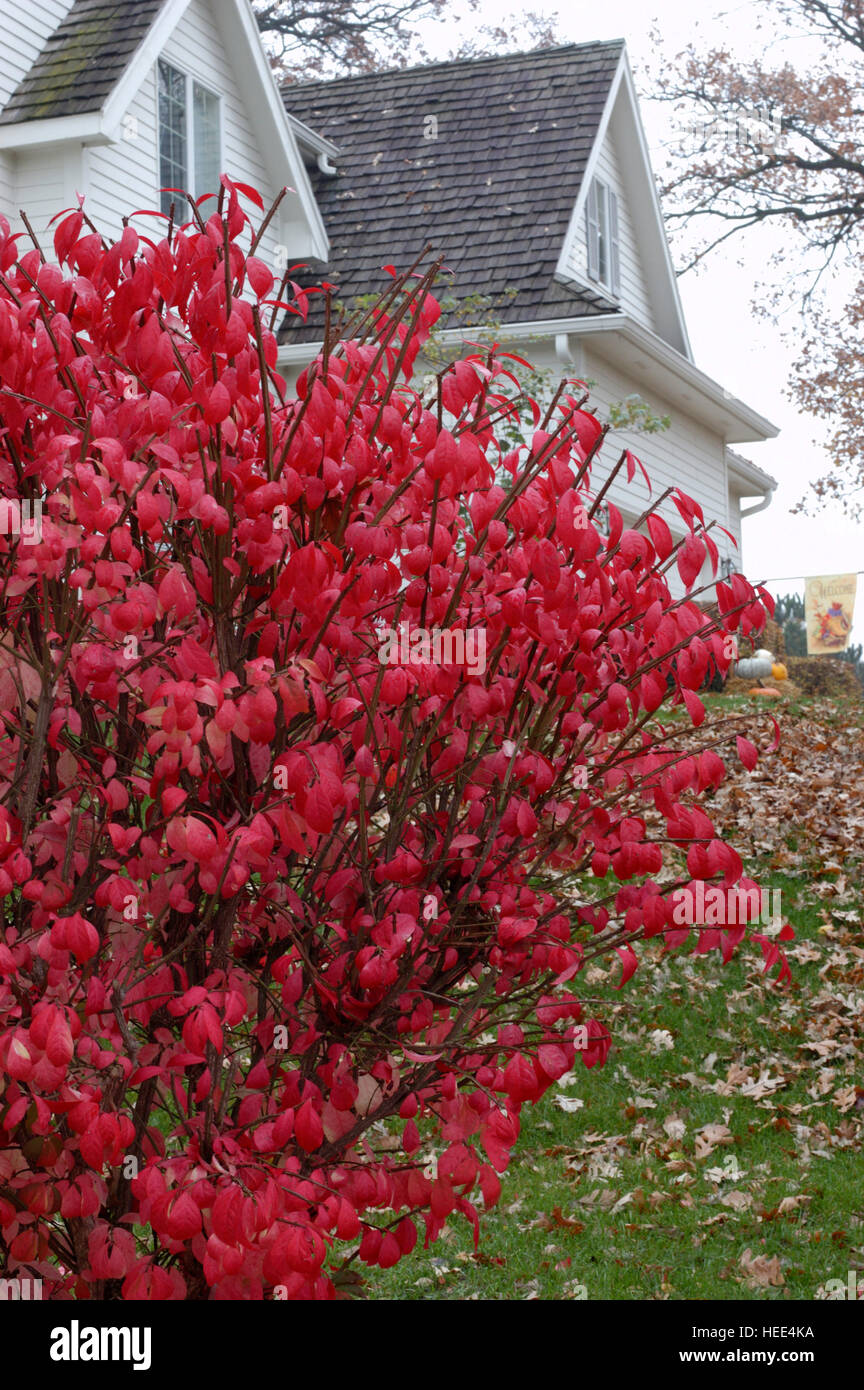 Burning bush plant hi-res stock photography and images - Alamy