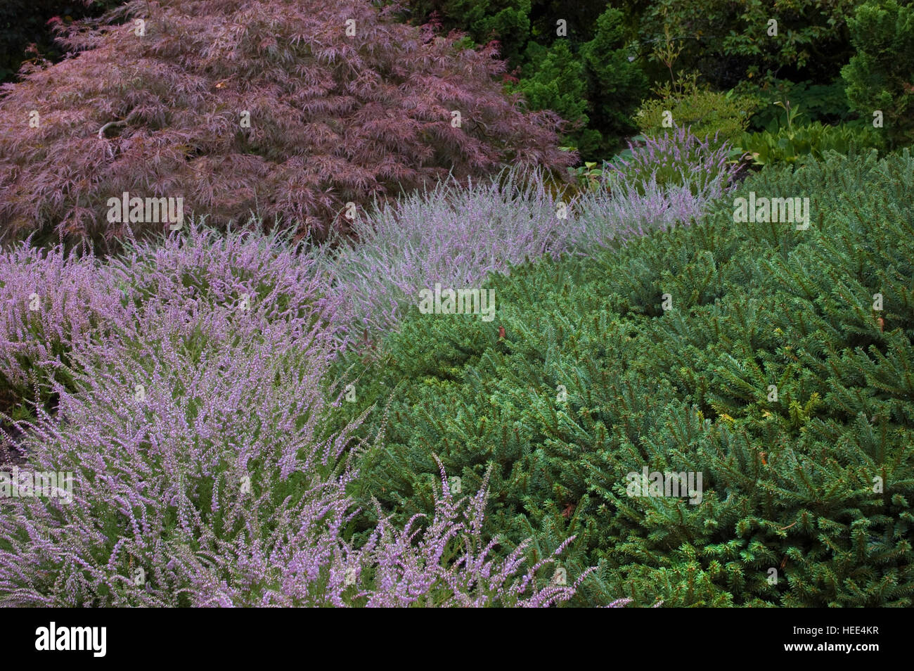 Heather garden border hi-res stock photography and images - Alamy
