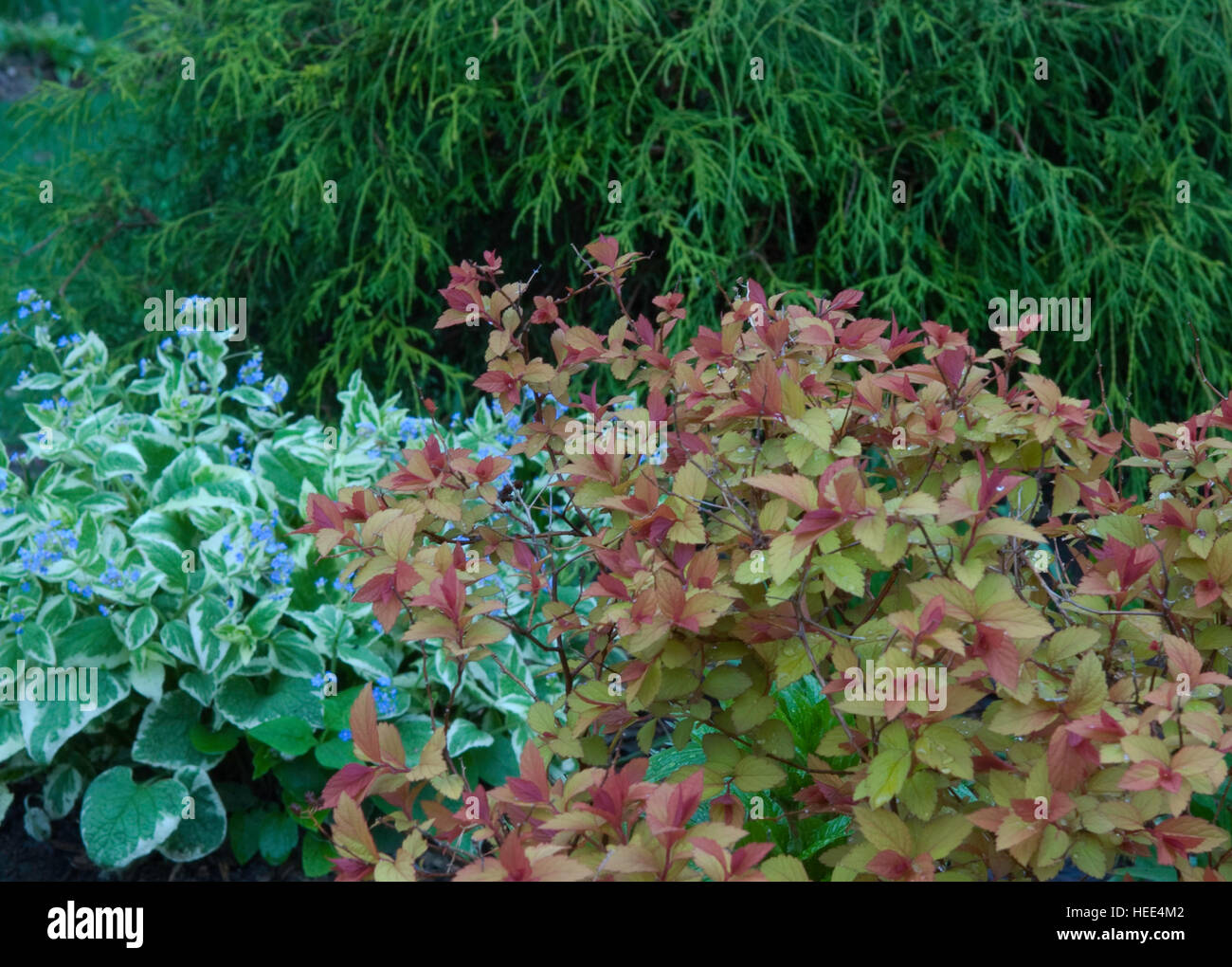 Brunnera garden border hi-res stock photography and images - Alamy