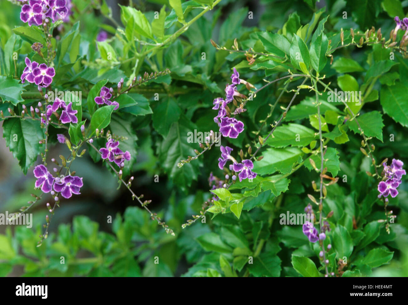 Duranta erecta, Pigeon berry, sky flower Stock Photo - Alamy