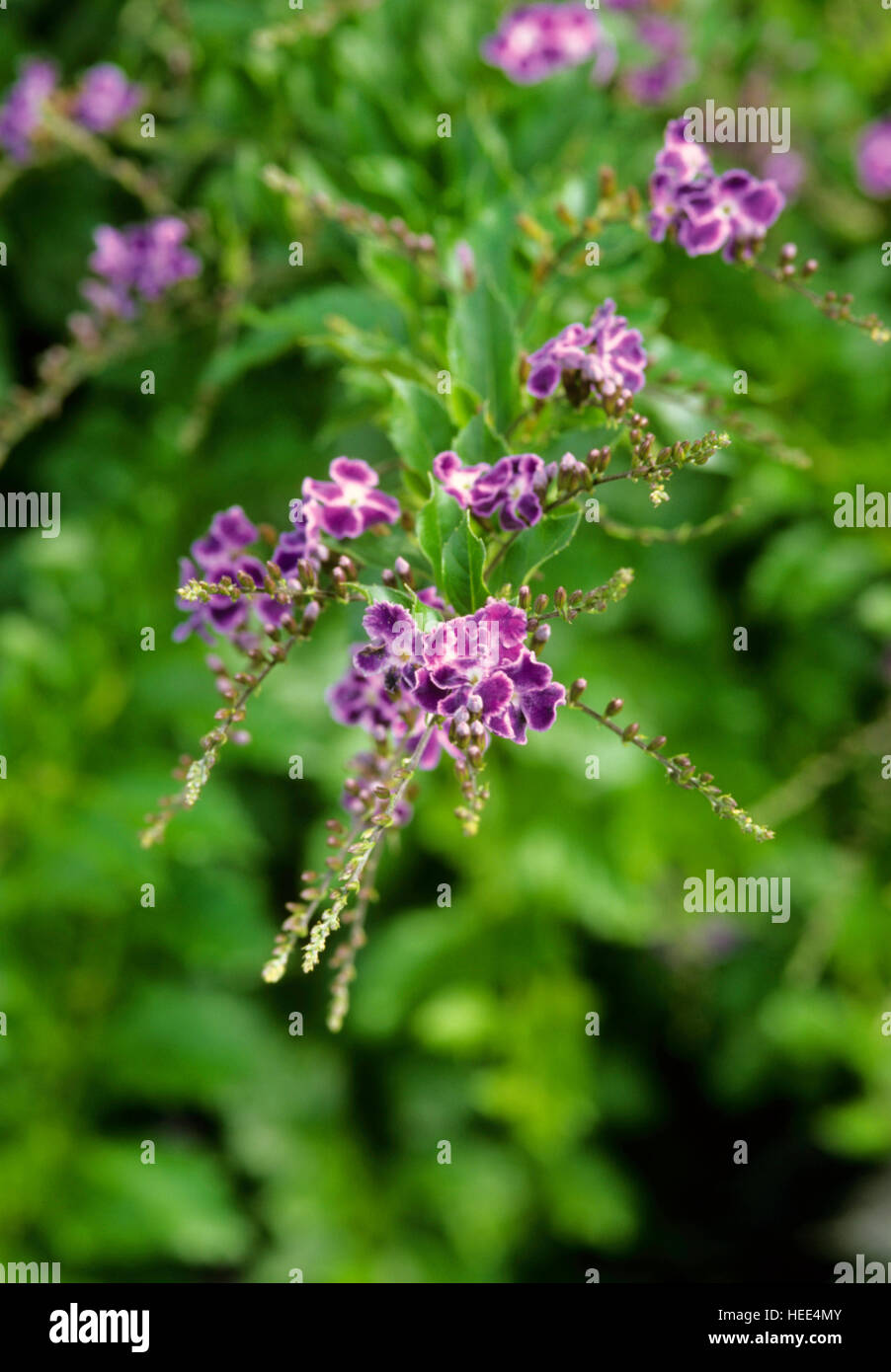 Duranta erecta, , Pigeon berry, sky flower Stock Photo - Alamy