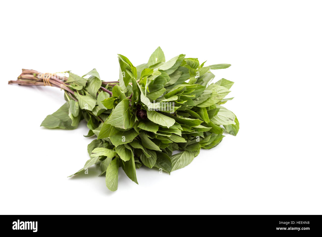 Close up fresh green Thai basil isolated on white background Stock ...