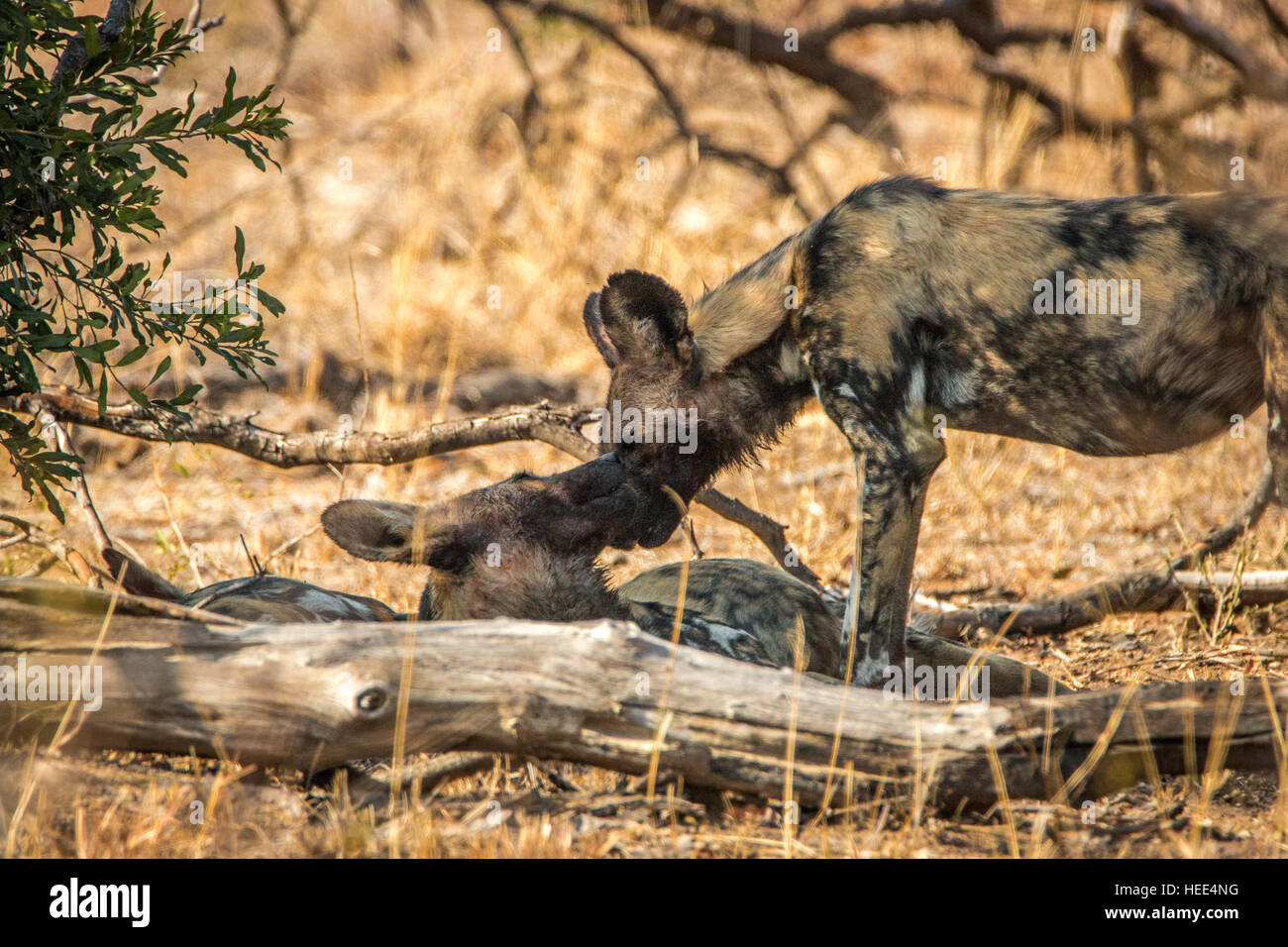 Two African wild dogs bonding in the Kruger National Park, South Africa ...