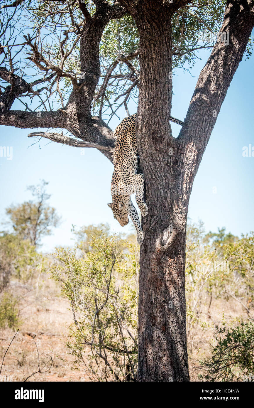 Leopard getting down from a tree in the Kruger National Park, South ...