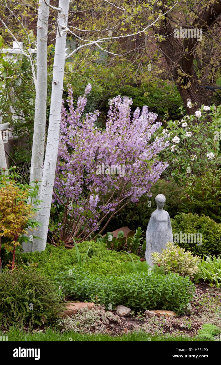 Winter daphne hi-res stock photography and images - Alamy