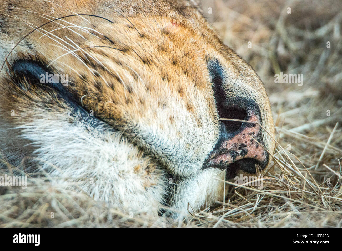 Close up of a Lion's nose in the Kruger National Park, South Africa ...